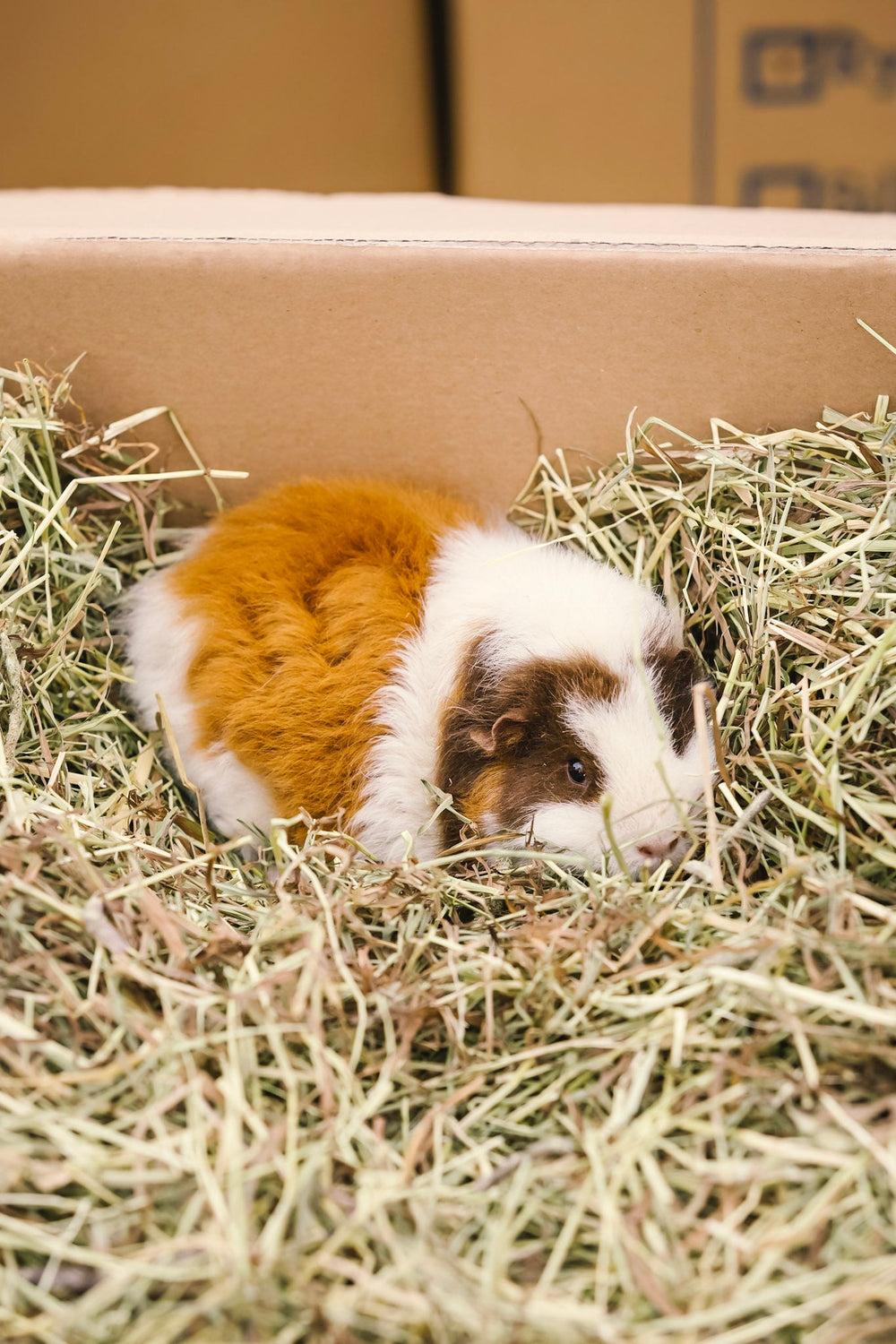 Delicious, Premium Hay Boxes in UK – The Little Hay Company