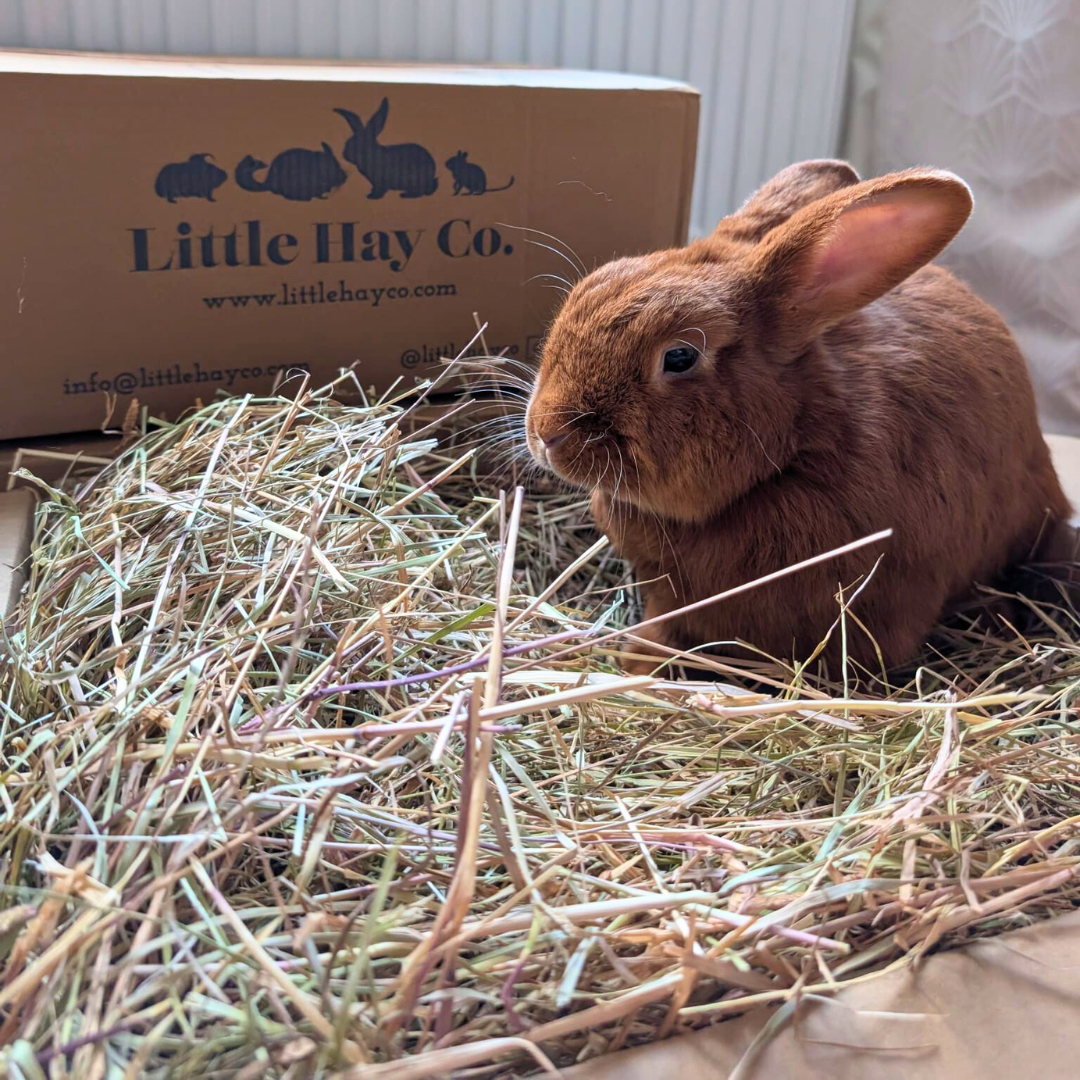 What Hay is Best for Your Rabbit? – The Little Hay Company