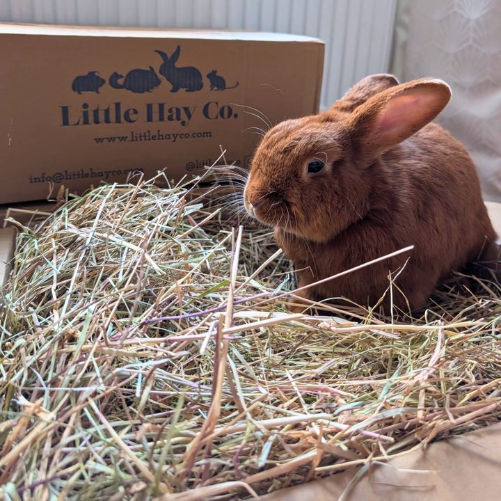 Delicious, Premium Hay Boxes in UK – The Little Hay Company