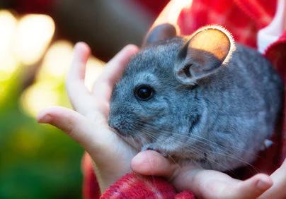 Degu Hay UK – Best Hay for Degu – The Little Hay Company