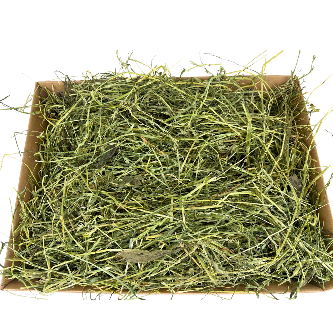 Guinea Pigs Hay - Hay for Guinea Pigs UK – The Little Hay Company