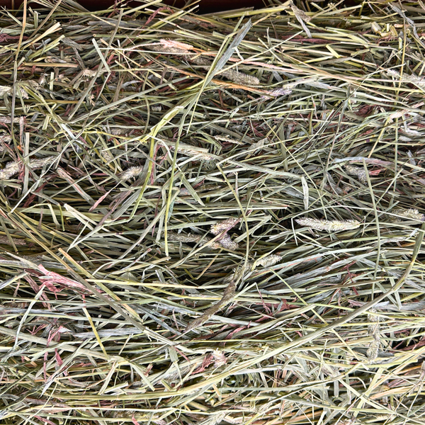 Canadian Timothy Hay – The Little Hay Company