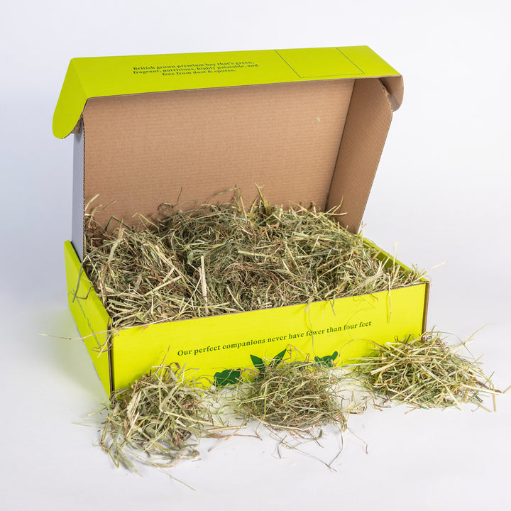 Guinea Pigs Hay - Hay for Guinea Pigs UK – The Little Hay Company